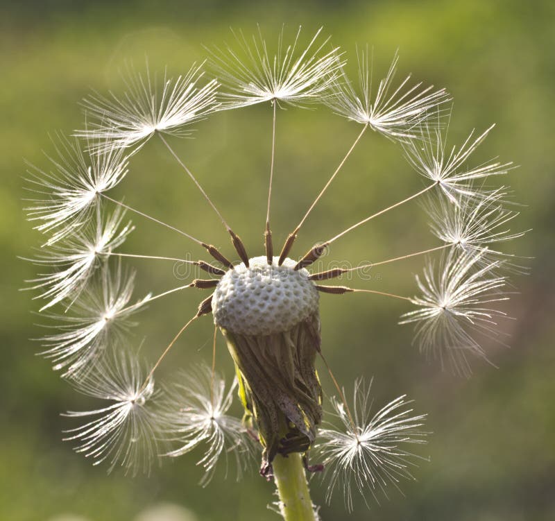 Fantasy with dandelion stock image. Image of inflorescence - 31475721