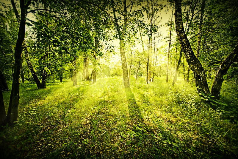 Deep Forest Stream with Crystal Clear Water in the Sunshine Stock Photo ...