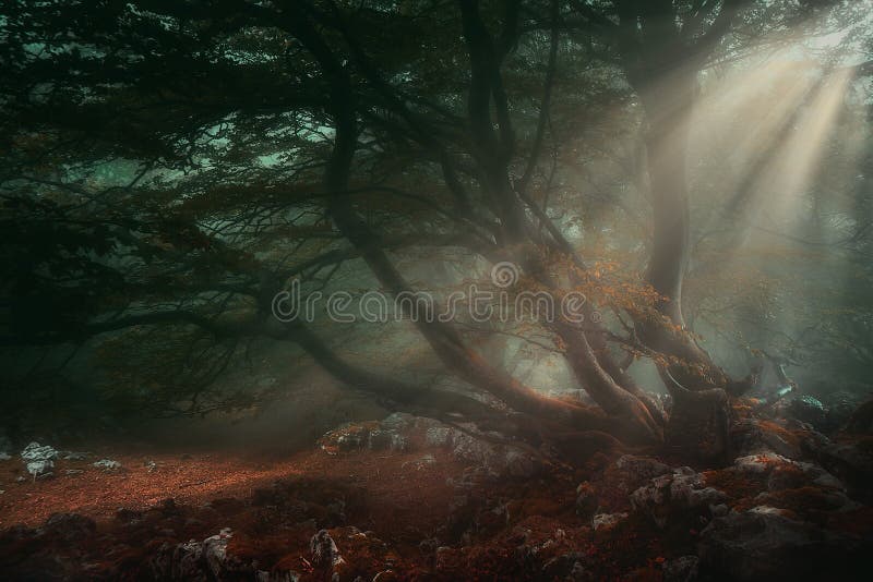 Fantasy Forest with Sun Rays Stock Photo - Image of wild, darkness ...