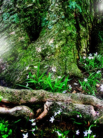 Fantasy Fairy Forest stock image. Image of faeries, picnic - 1768163