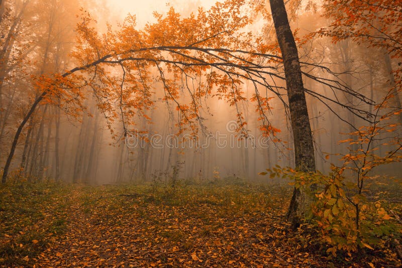 Fantasy fall landscape stock image. Image of environment - 63085637