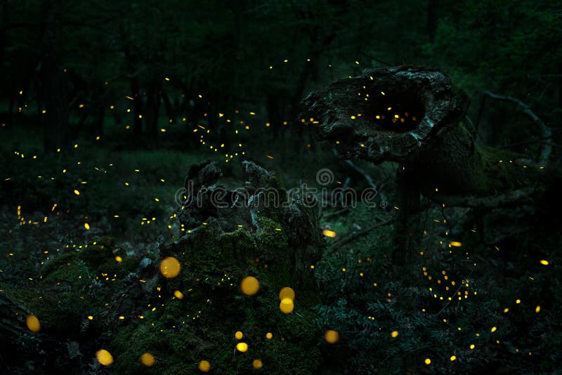 Fantasy Fireflies in the Forest Stock Photo - Image of dusk, outdoor ...