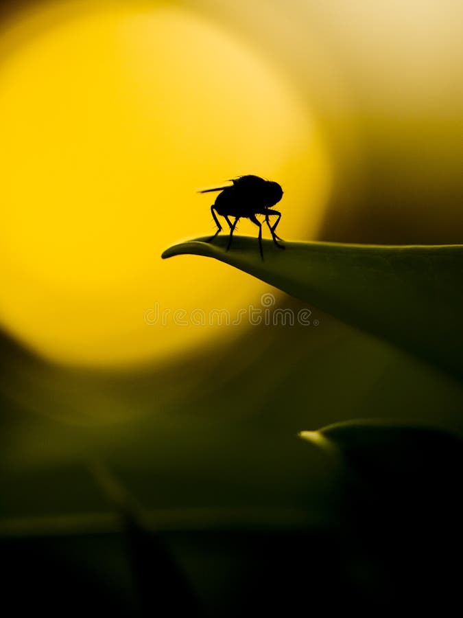 Fantasy Fly in Silhouette Sunset Stock Image - Image of dreaming, field ...