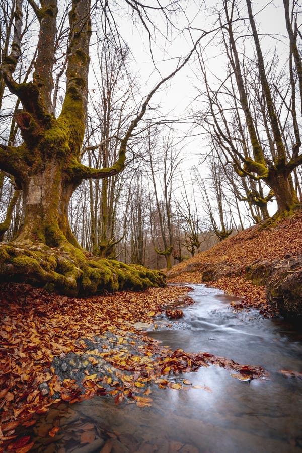 Fantasy Forest Otzarreta in the Autumn in the Basque Country Stock ...