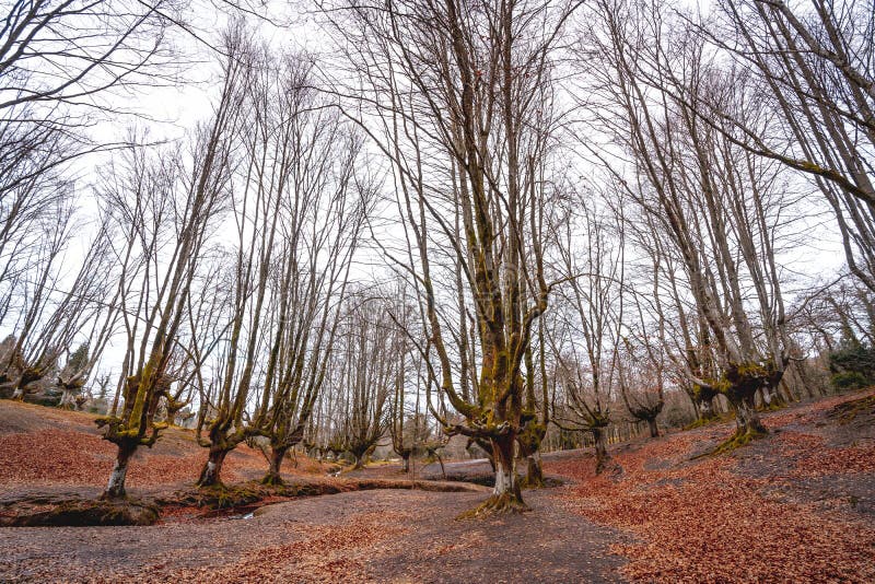 Fantasy Forest Otzarreta in the Autumn in the Basque Country Stock ...