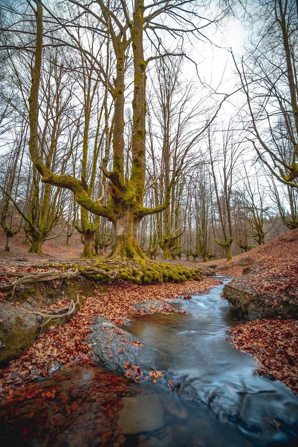 Fantasy Forest Otzarreta in the Autumn in the Basque Country Stock ...