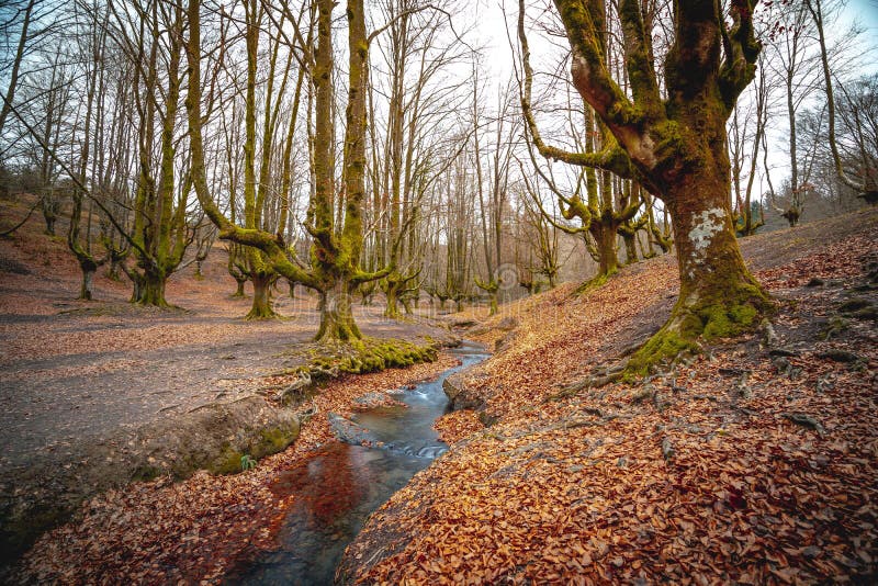 Fantasy Forest Otzarreta in the Autumn in the Basque Country Stock ...