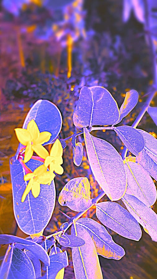 Fantasy Karanda Flower Stock Photos - Free & Royalty-Free Stock Photos ...