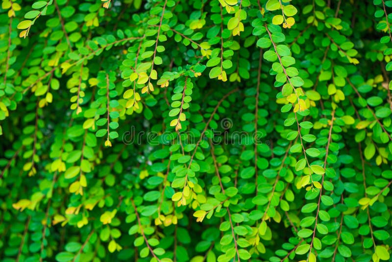 Fantasy leaves,green color stock photo. Image of copy - 43441148