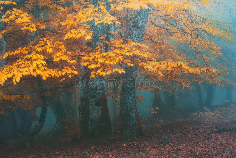 Fantasy forest in autumn stock image. Image of background - 138041099