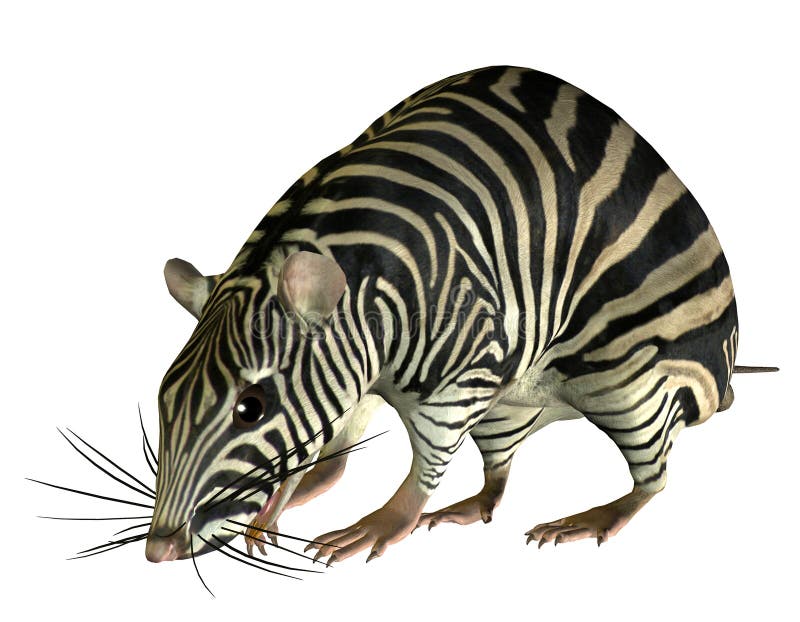 Fantasy rat in Zebra Look stock illustration. Illustration of snout ...
