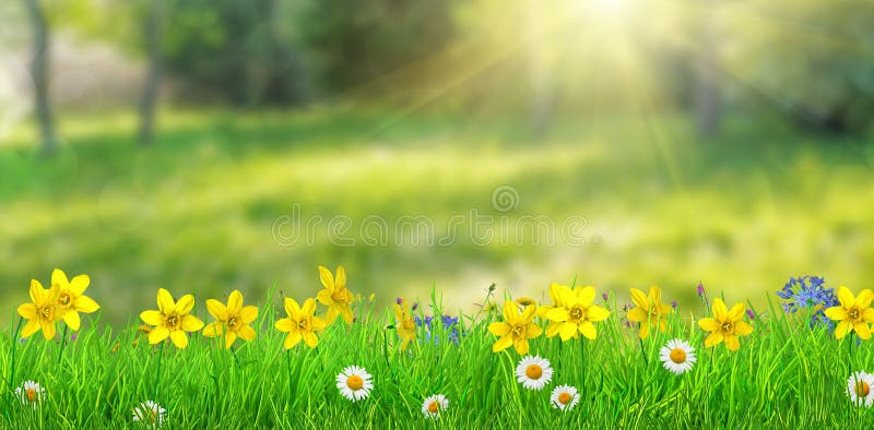A Fantasy Spring Forest Meadow with Flowers and Grass Stock Image ...