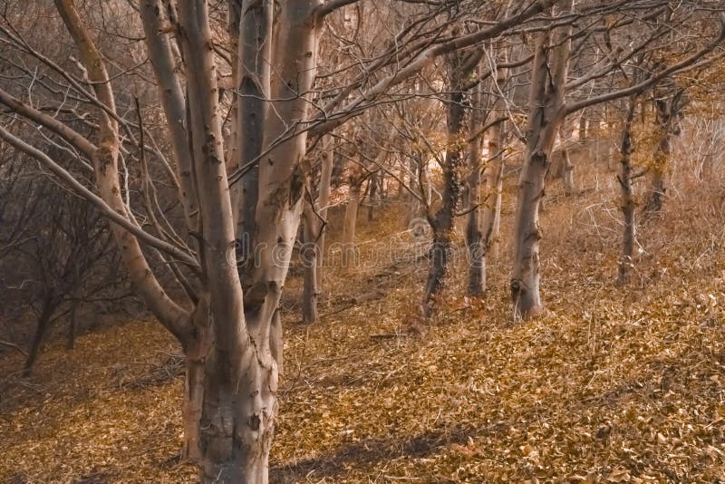 Fantasy Trees in a Forest in Fall at Dawn Stock Image - Image of ...