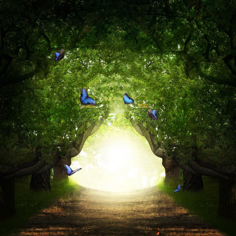 Fantasy World. Magic Forest with Beautiful Butterflies and Way between ...