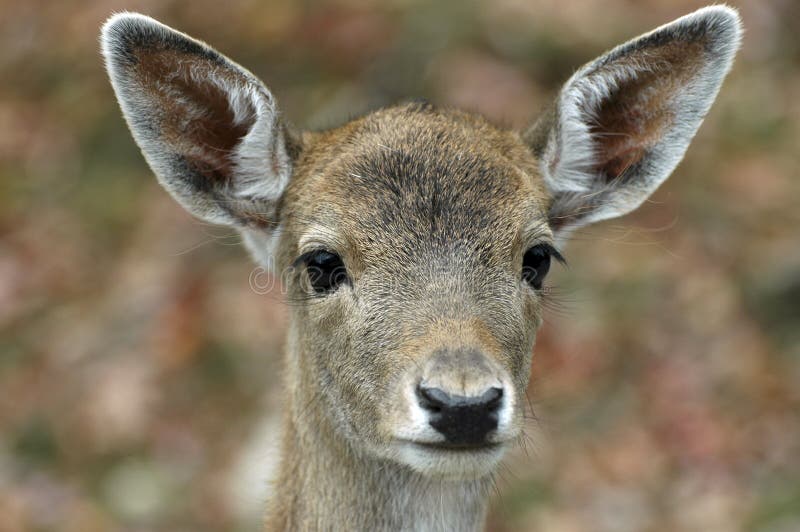 Faon photo stock. Image du désert, nature, deer, venaison - 6787136
