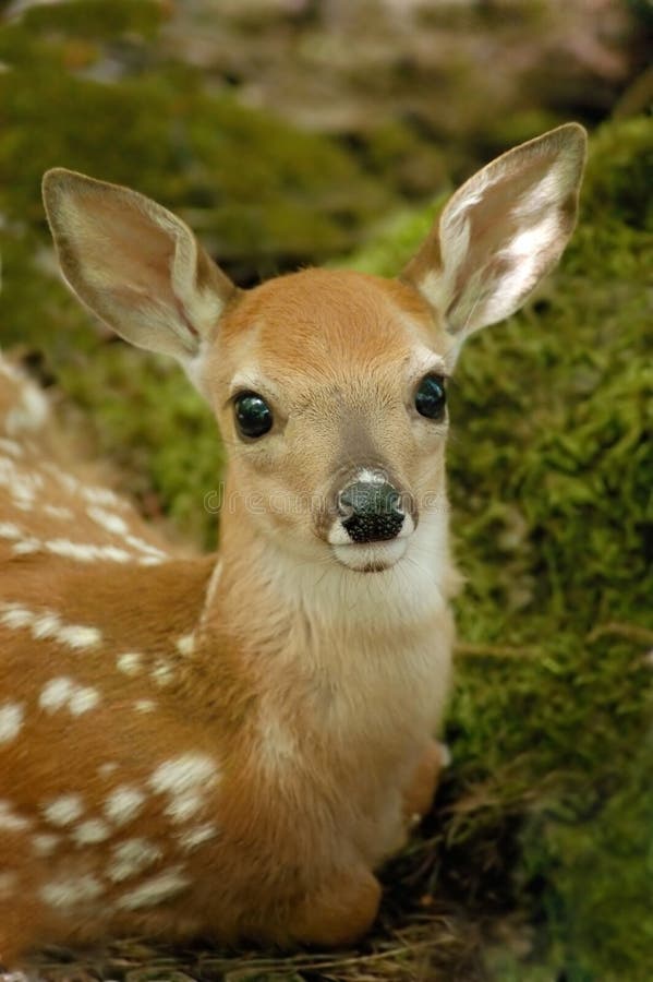 Faon image stock. Image du rester, indoors, ungulate - 25259989