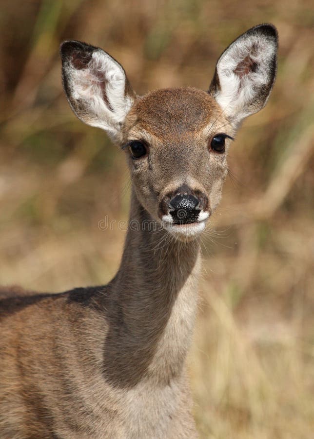 Faon Blanc-suivi image stock. Image du faon, whitetail - 3659093