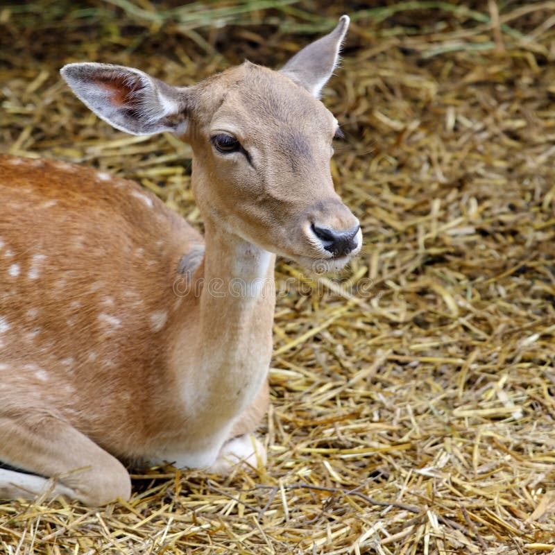 Faon Blanc-suivi Mignon De Cerfs Communs Photo stock - Image du mignon ...