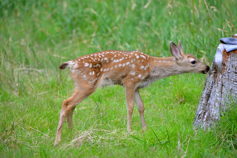 Faon dans l'herbe photo stock. Image du mammifère, baisers - 69232584
