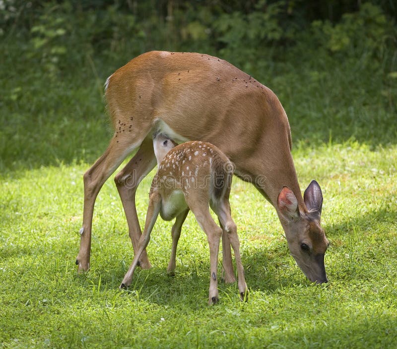 Faon et maman image stock. Image du daine, bois, brun - 15597833