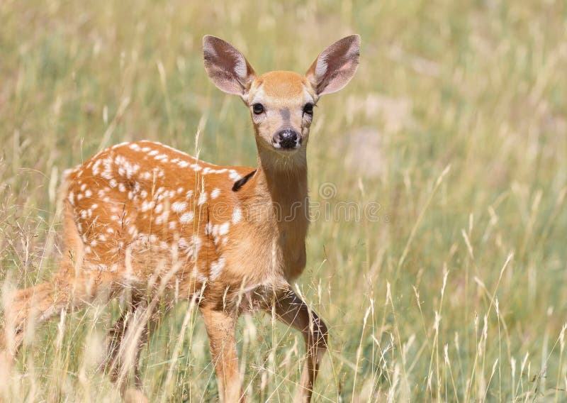 Faon en nature. image stock. Image du couche, ornière - 13500423