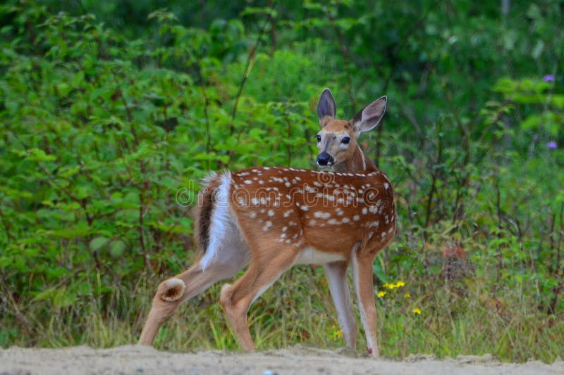 Faon Vigilant De Cerfs Communs De Queue Blanche Image stock - Image du ...