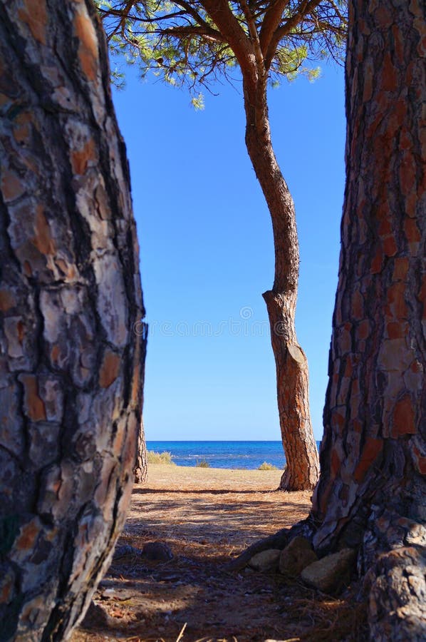 Far beach behind the trees stock photo. Image of trees - 55192688
