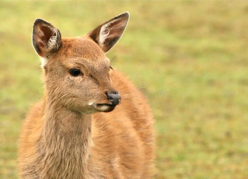 Far eastern deer stock image. Image of animal, nature - 10965661