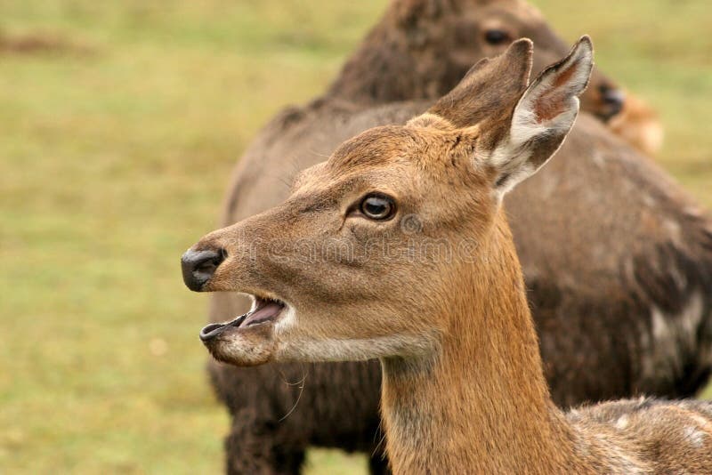 Far eastern deer stock photo. Image of eastern, resort - 10965674