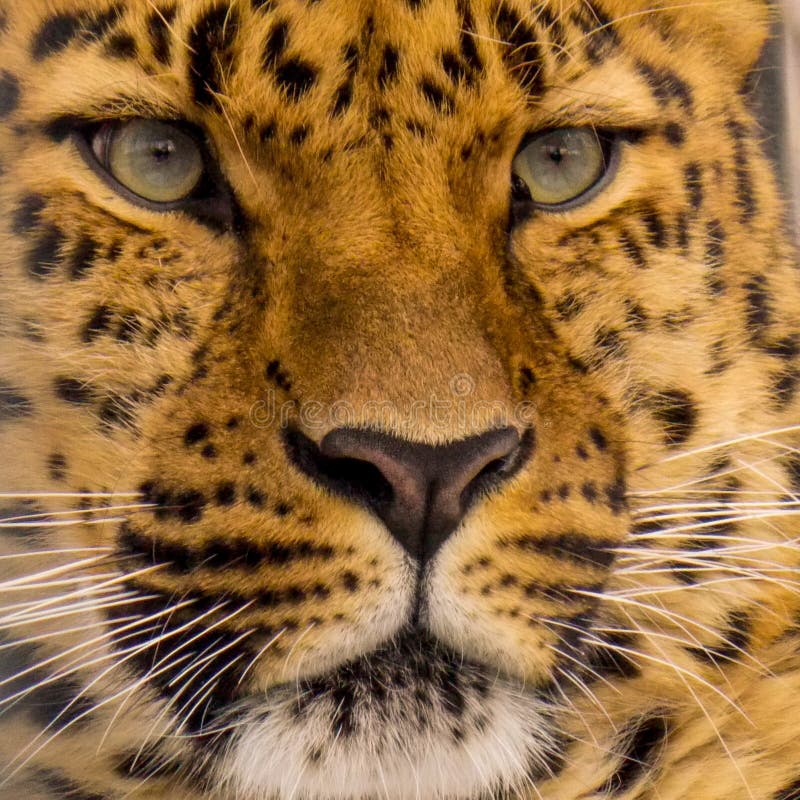 The Far Eastern Leopard Also Called The Amur Leopard Is The Rarest Cat In The Far Eastern