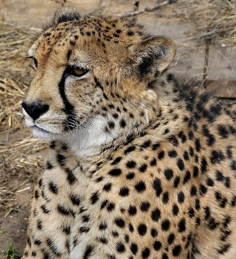 Far Eastern Leopard Or Amur Leopard Lat Panthera Pardus Orientalis Closeup Portrait Far