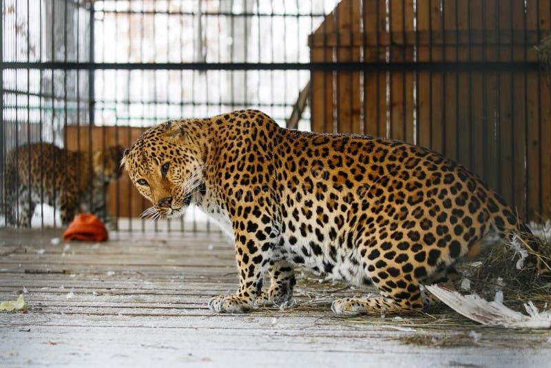 Far Eastern Leopard in Captivity Stock Image - Image of beautiful ...