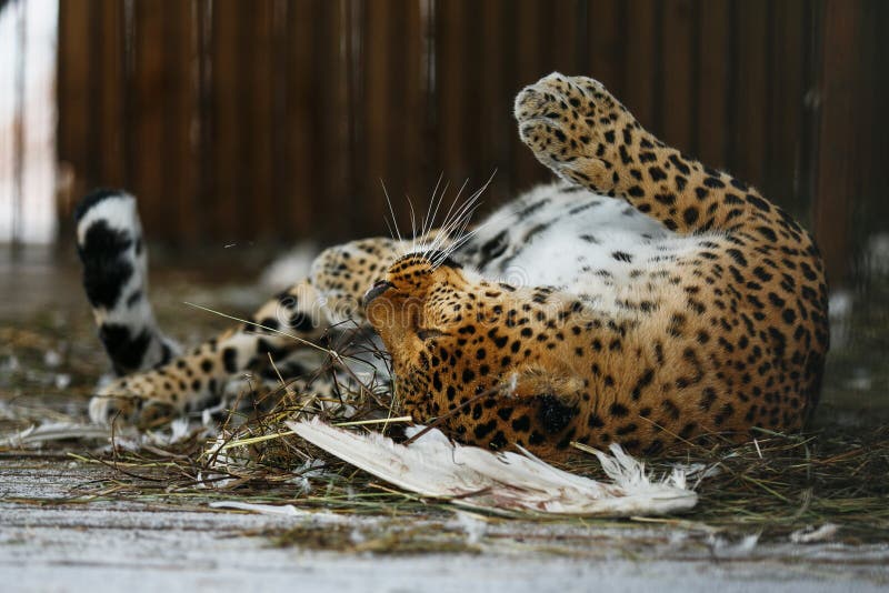 Far Eastern Leopard in Captivity Stock Image - Image of muzzle ...