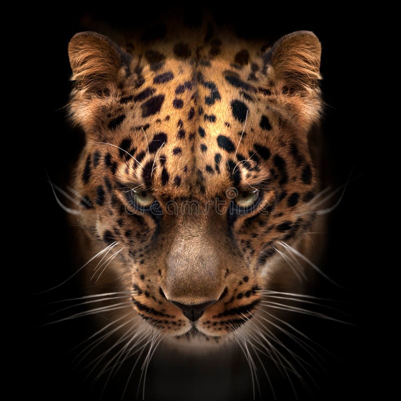 Far Eastern Leopard Face Isolated on Black Stock Photo - Image of dark ...