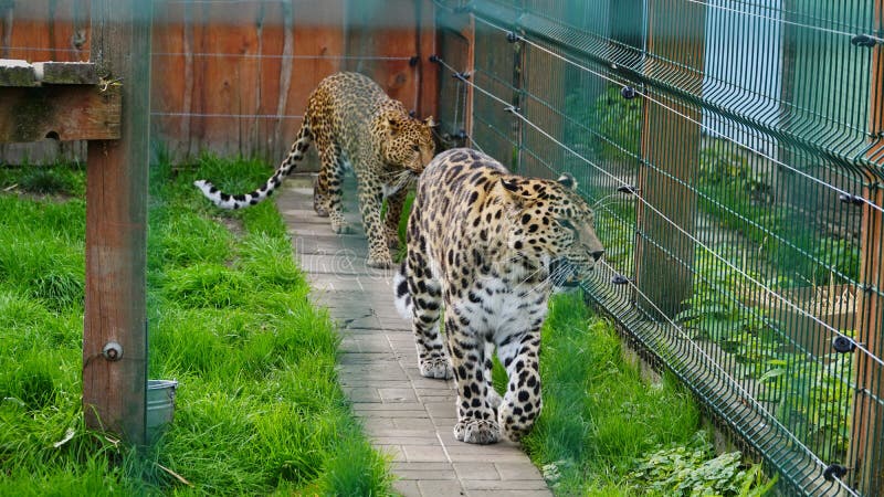 Far Eastern Leopard and Its Life in the Zoo, the Zoo of Ukraine, an ...