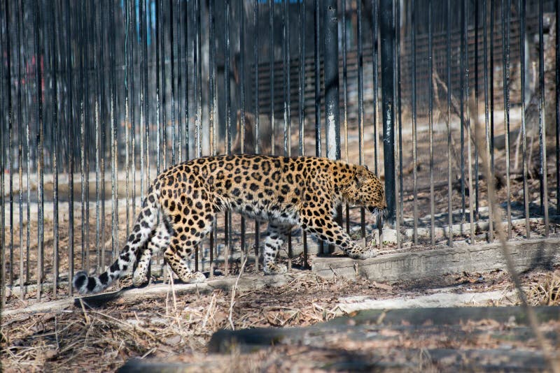 The Far Eastern Leopard, Also Called the Amur Leopard, is the Rarest ...