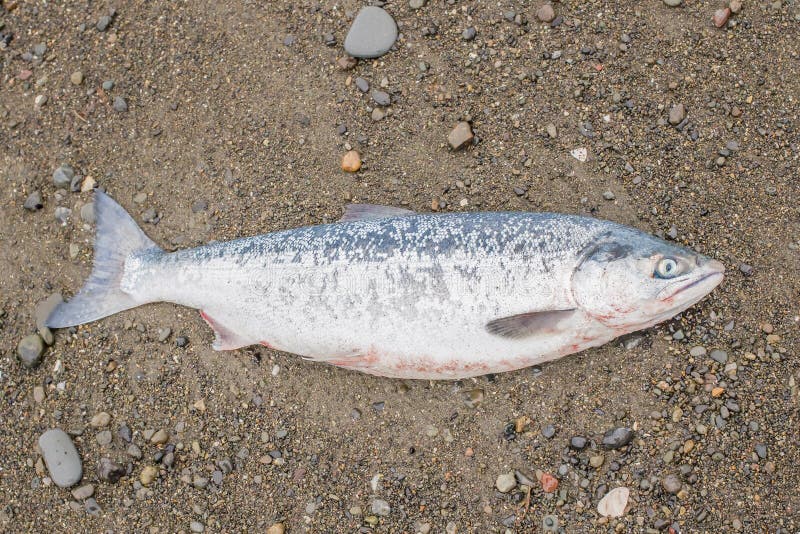 Far Eastern Salmon Lying on the Sand Stock Photo - Image of chum ...