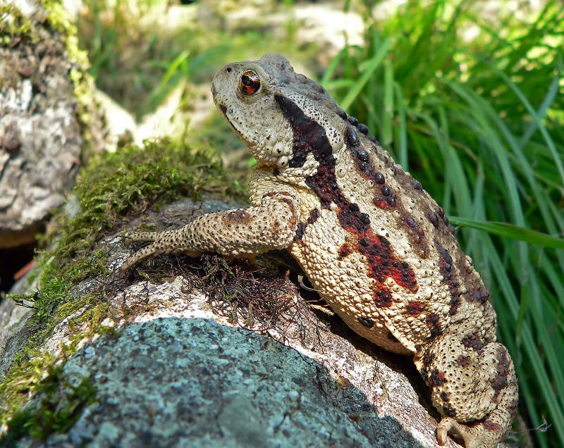 Far-eastern Toad 6 stock image. Image of pondlife, amphibians - 2752049