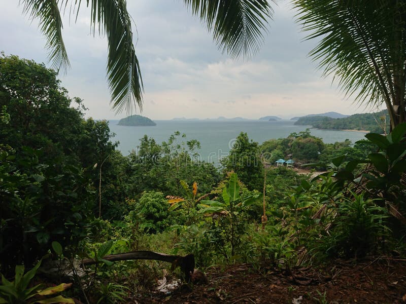 Far view in tight forest stock image. Image of view - 115164925