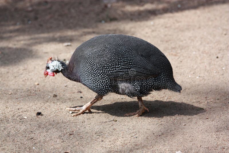 166,228 {parola chiave} Foto stock - Foto stock gratuite e royalty free ...