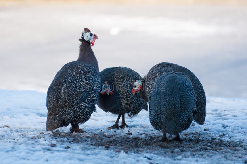 Faraona immagine stock. Immagine di animale, selvaggio - 29254535