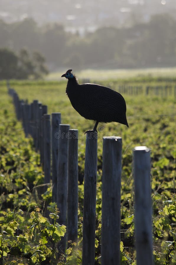 Faraona immagine stock. Immagine di città, gallinacei - 35315857