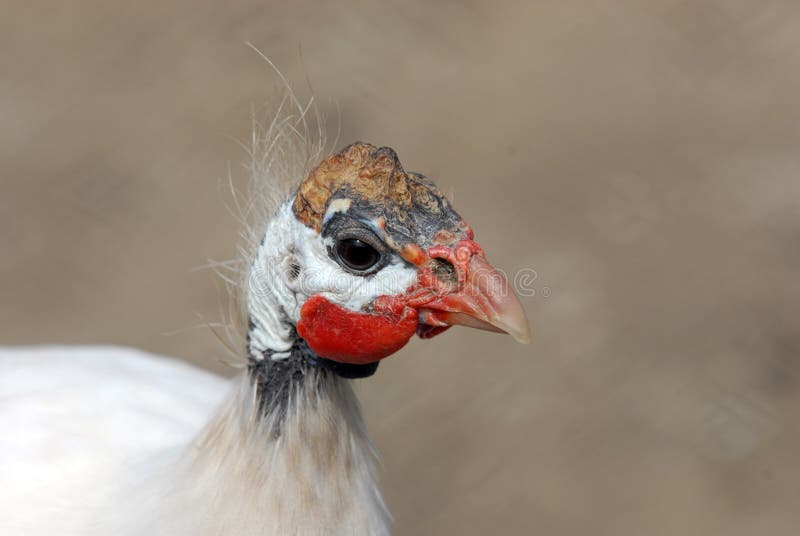 Faraona immagine stock. Immagine di cresta, luminoso - 35397343