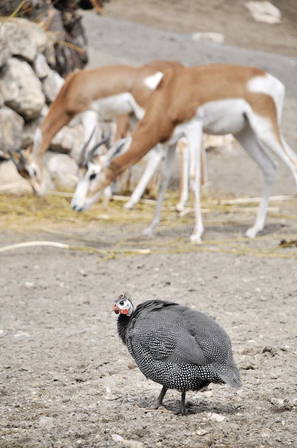 Faraona immagine stock. Immagine di città, gallinacei - 35315857