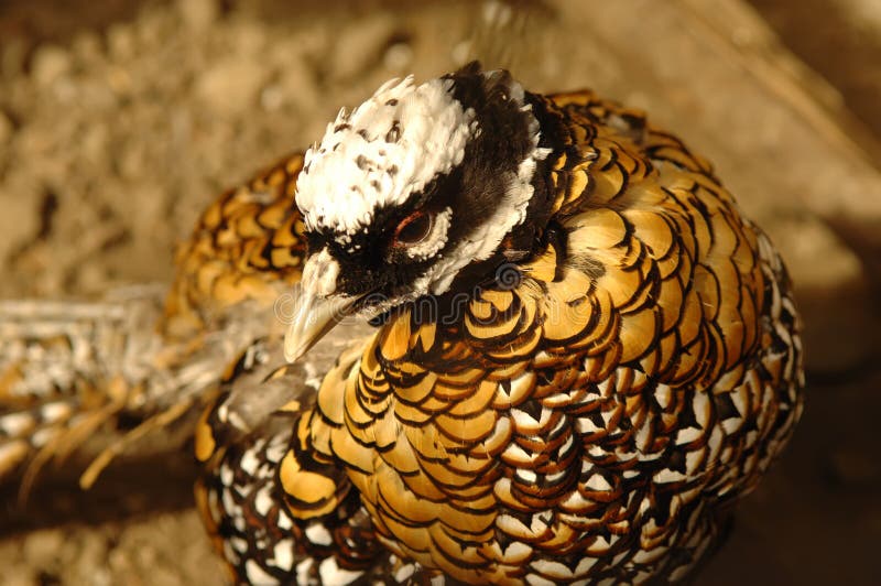 Faraona fotografia stock. Immagine di africano, bianco - 7891578