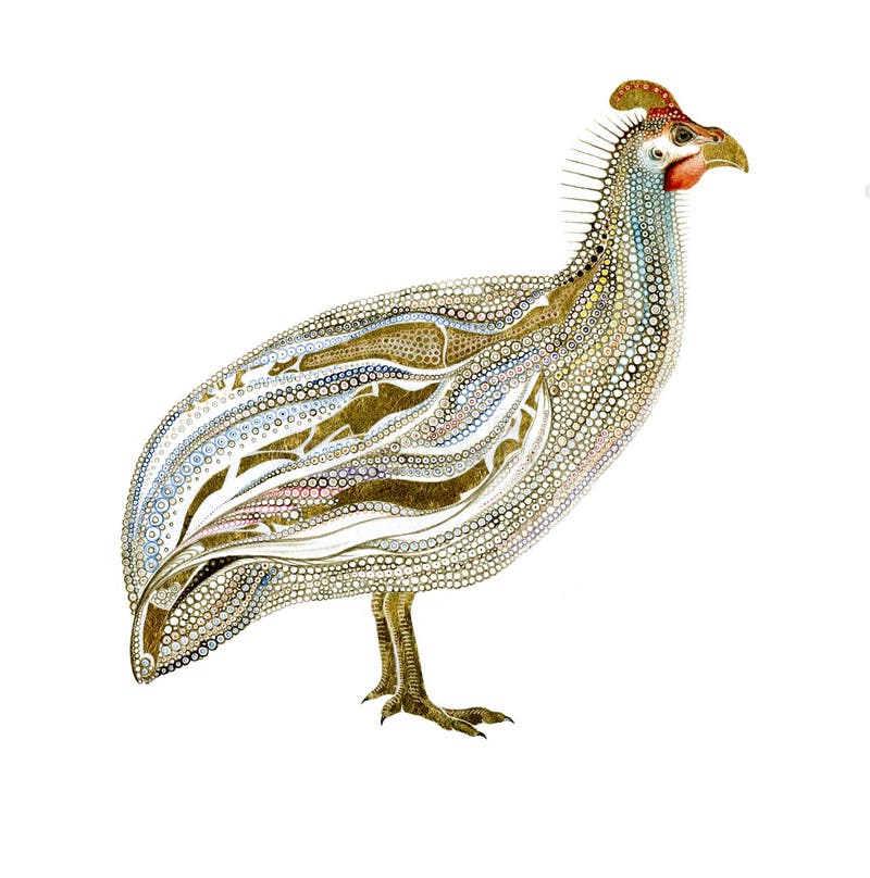 Faraona Di Ptilorhynca Del Numida Illustrazione di Stock ...