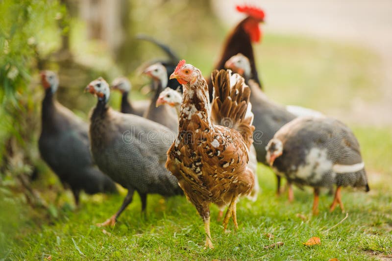 Pulcino della faraona immagine stock. Immagine di erba - 40717279