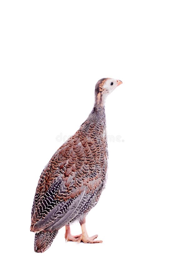 Faraona isolata su bianco fotografia stock. Immagine di nave - 47255698