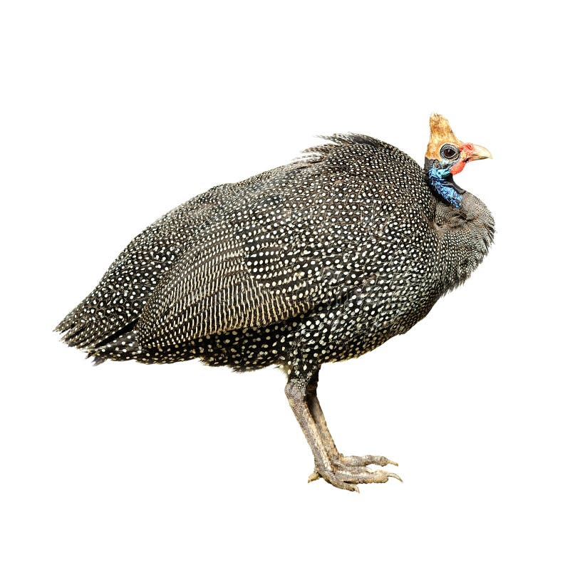 Faraona, Gallo Ed Anatra Mangianti Nell'azienda Agricola Fotografia ...