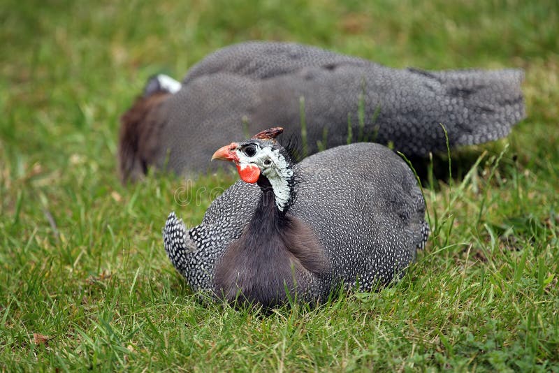 Faraona un uccello fotografia stock. Immagine di parco - 9801174
